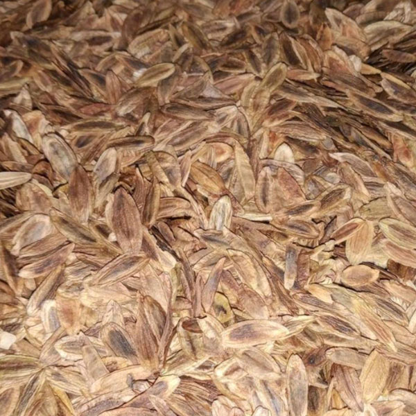 Syringa reticulata seeds