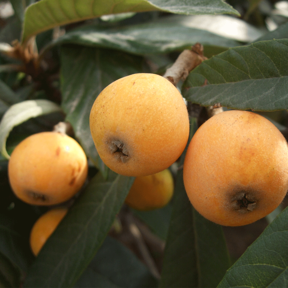 loquat seeds,Fruit seeds