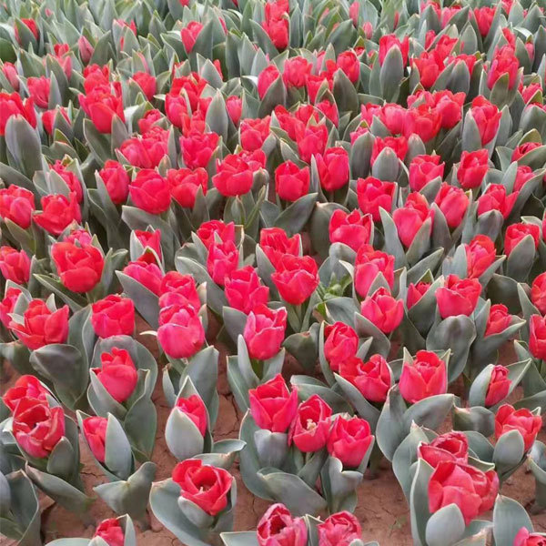 small red tulips