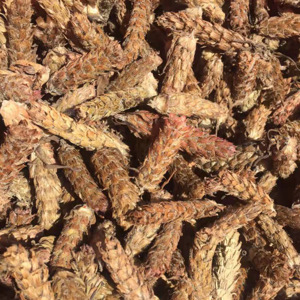 prunella vulgaris seeds,self heal seeds,self heal plant seeds