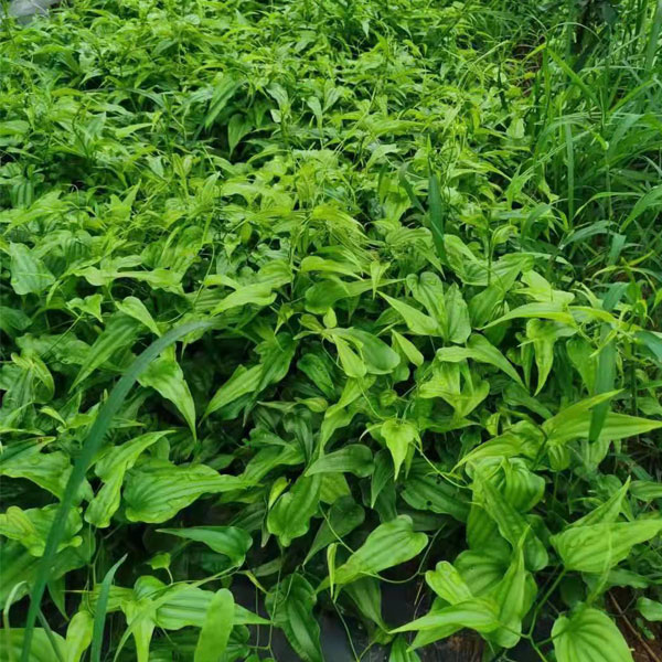 Stemona japonica seeds,radix stemonae seeds,herb seeds