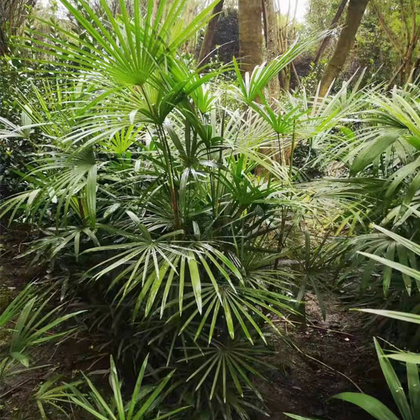 rhapis excelsa seeds,rhapis palm seeds,palm tree seeds