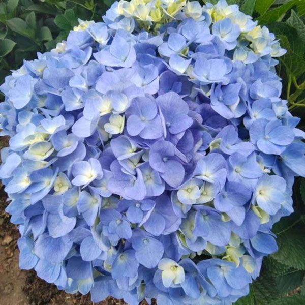 Touchhealthy-Supply Hydrangea Seedling/Hydrangea Macrophylla Seedling