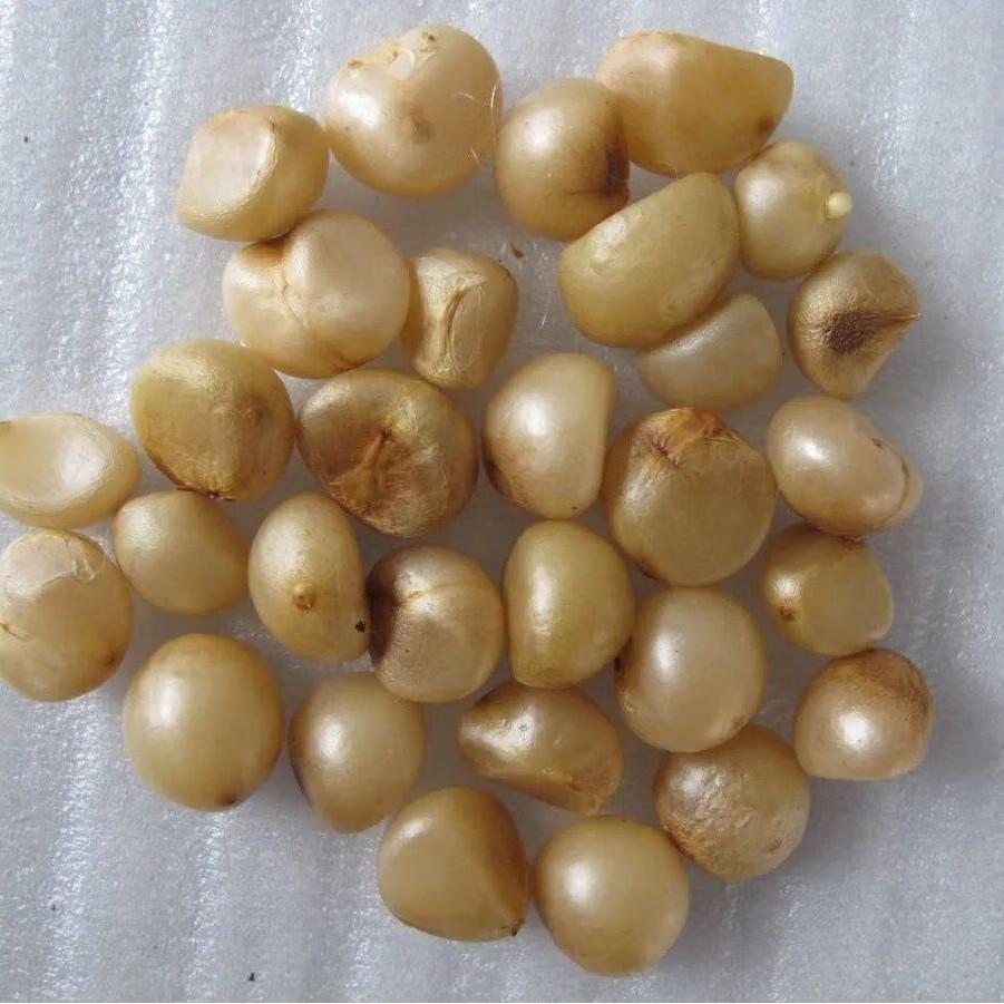 How to Plant Clivia Seeds?