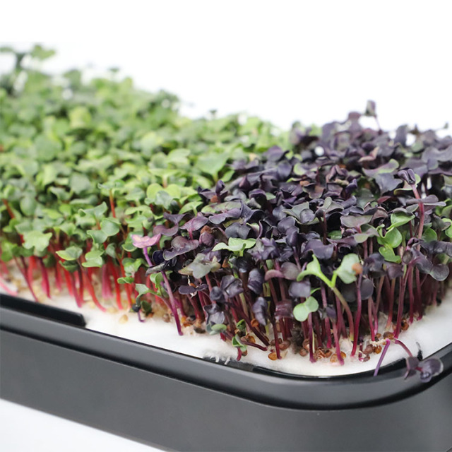 hydroponic microgreens,microgreens growing system,hydroponic ...