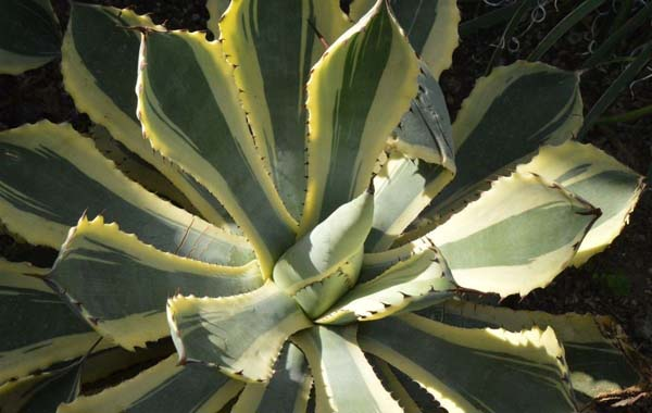Why Are Agave Leaves Turning Yellow? Causes, Solutions, and Tools to ...