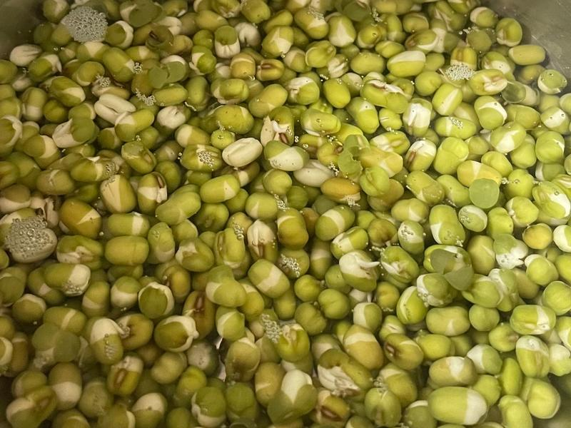 How to Grow Hydroponic Bean Sprouts: A Step-by-Step Guide for Beginners