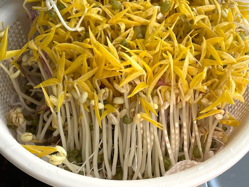 How to Grow Hydroponic Bean Sprouts: A Step-by-Step Guide for Beginners