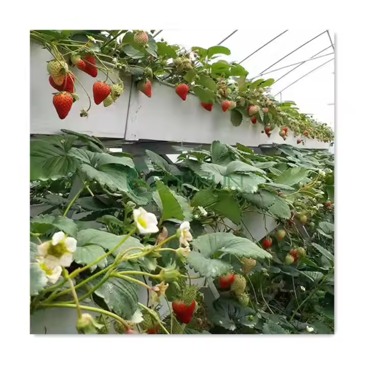Boost Your Strawberry Yield with Hydroponics: A Beginner-Friendly Guide