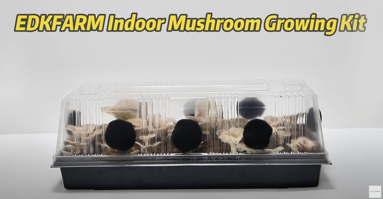 Indoor Mushroom Grow Box