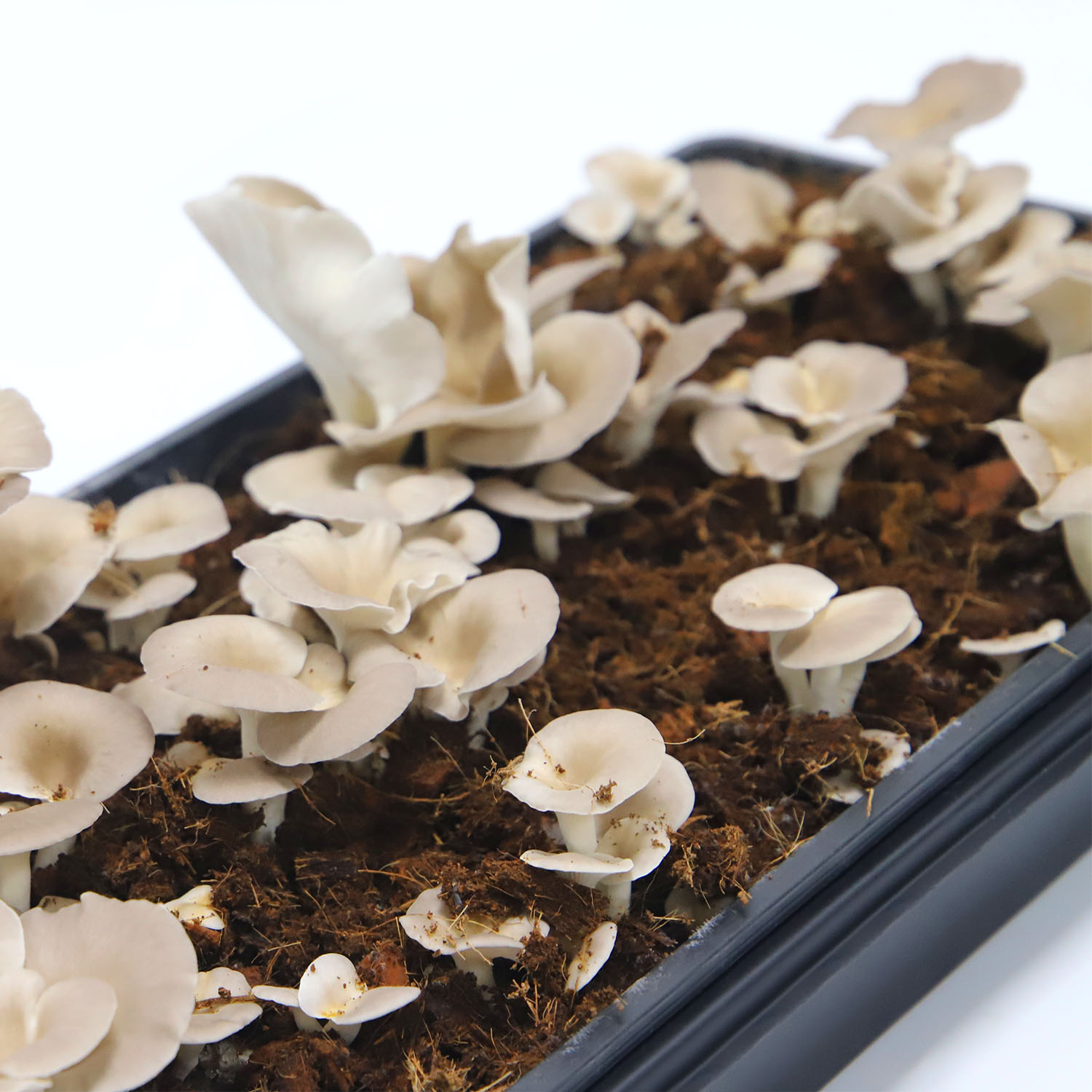 Revolutionize Indoor Farming with EDKFarm's New Mushroom Grow Box: The ...