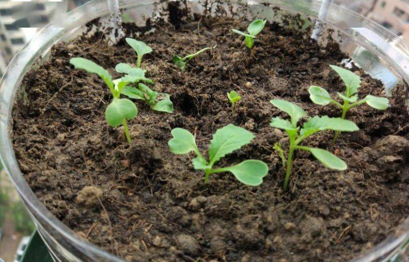 How to Determine the Right Amount of Water for Sowing Seeds and ...