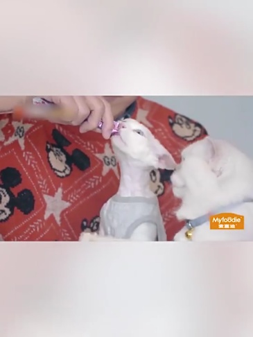 Cat Snacks, Pet Treats, Kissing Fish Cat Sticks 14g*100, Cat Wet Food Snacks, Super Value Pack.