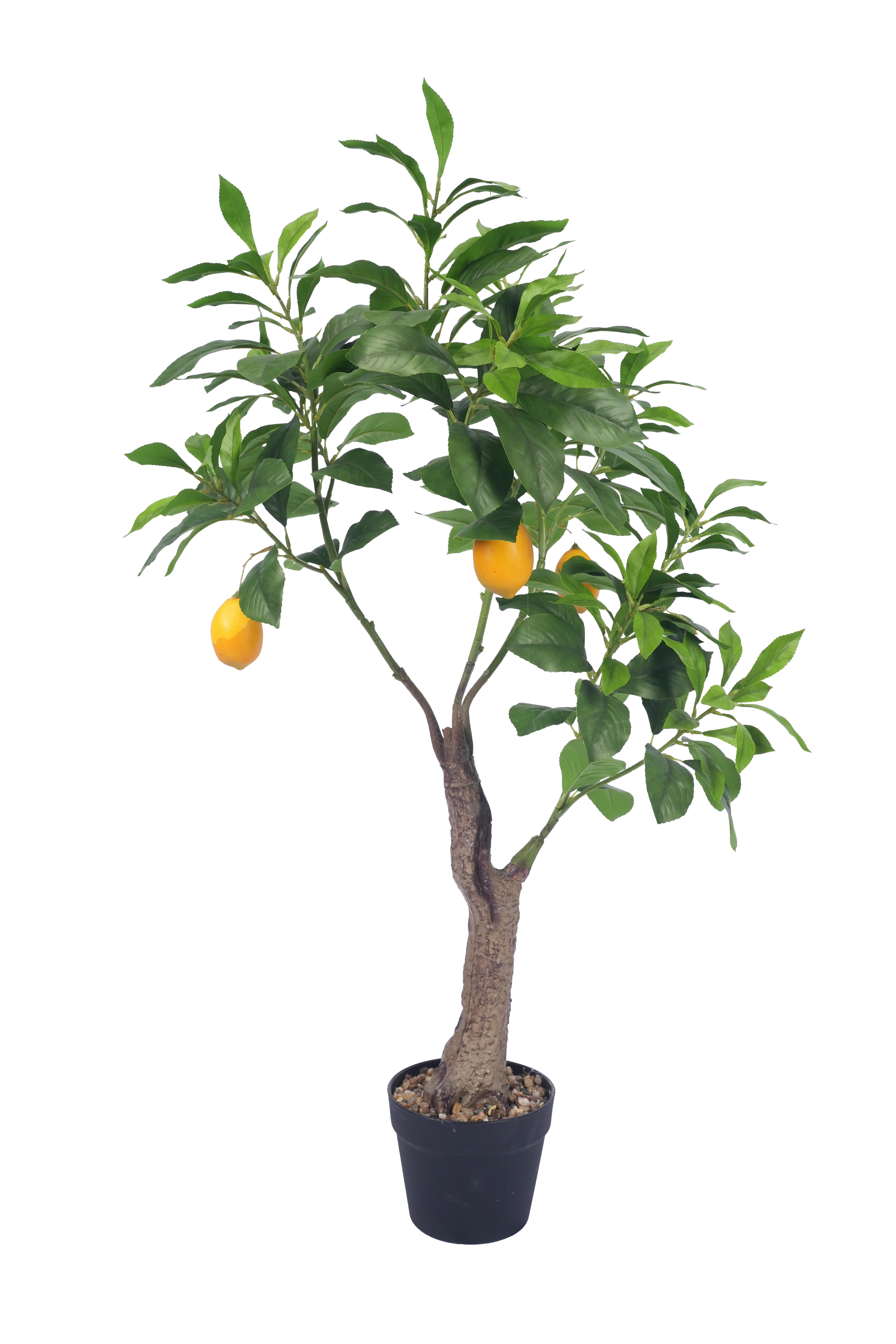 95CM Aged Trunk Lemon Tree