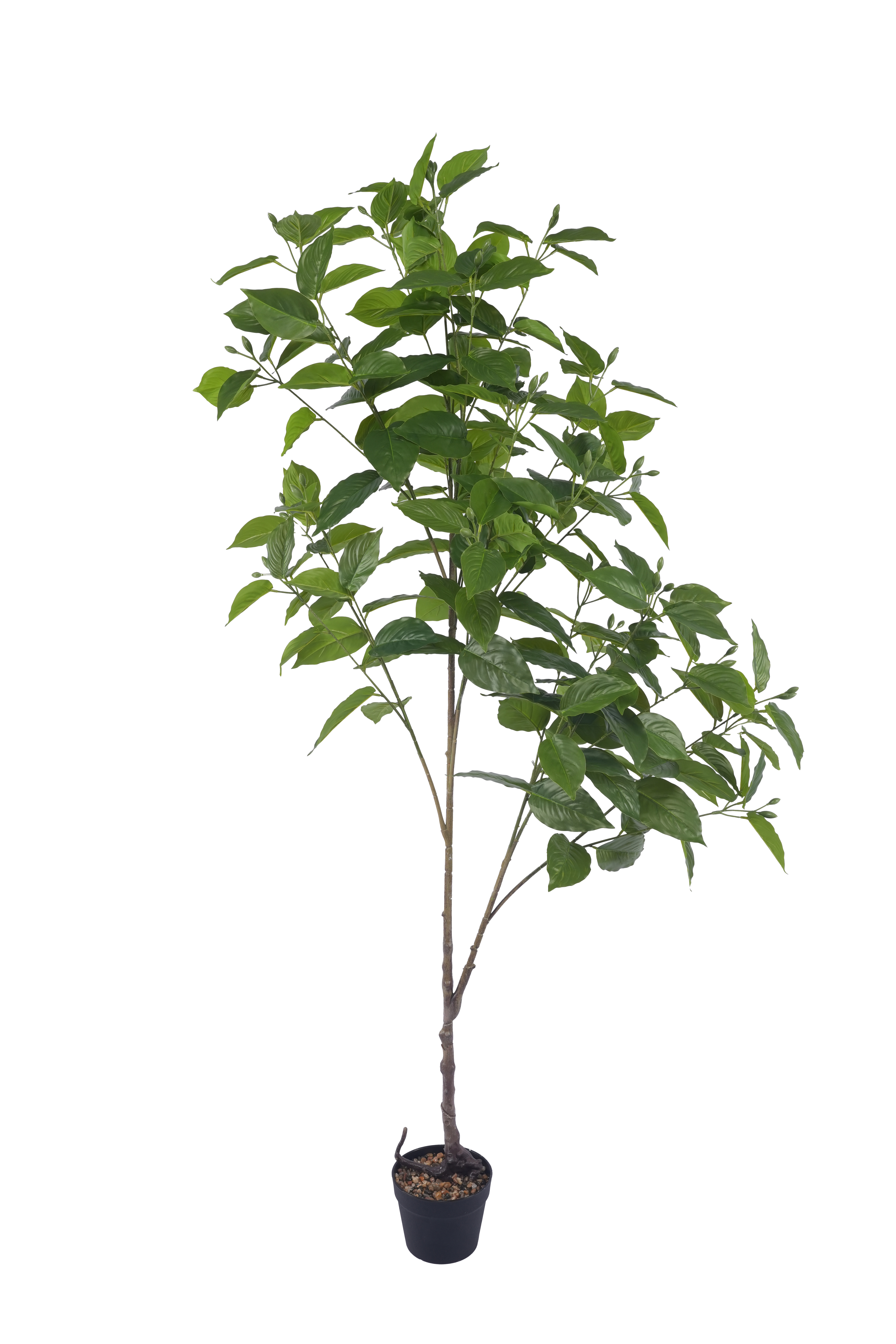 10-branch wax plum leaves