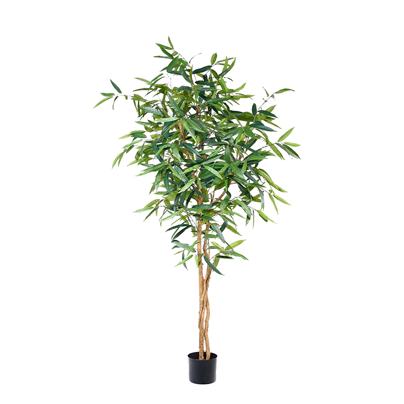 Fat Ficus Albi Trees (Natural Trunks)