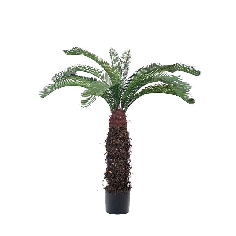 Cycas Trees
