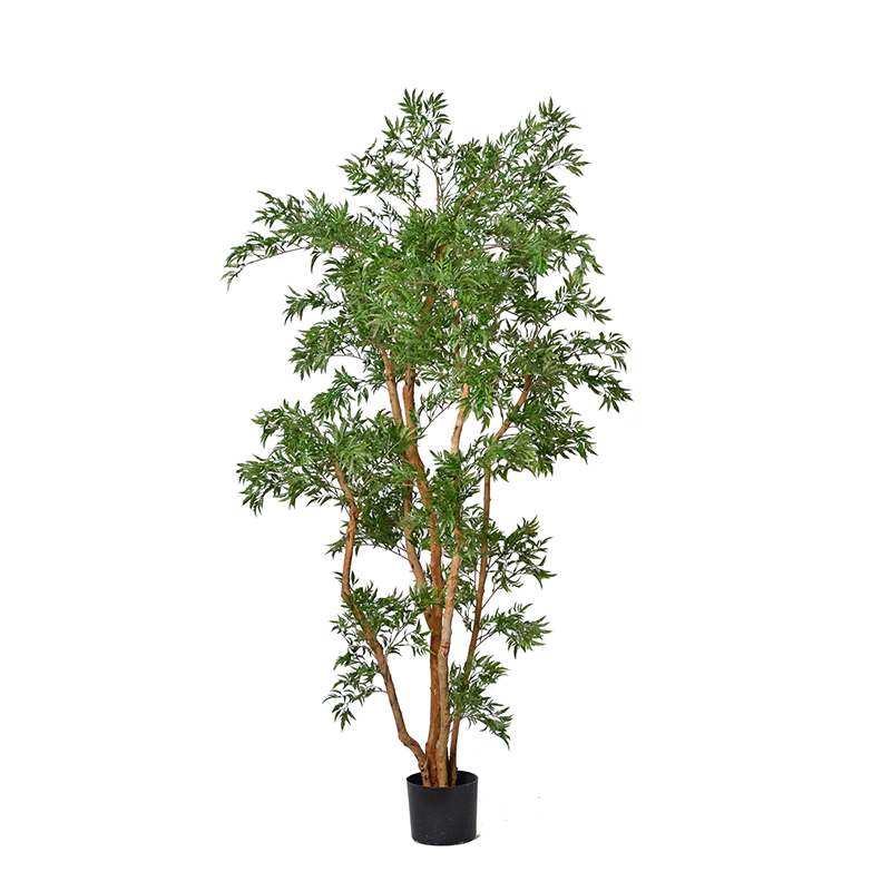 180CM Polyscia Fruticosa Tree (Natural Trunks)
