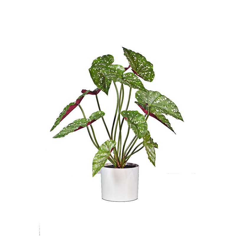 27-65CM Small Potted Begonia Plants