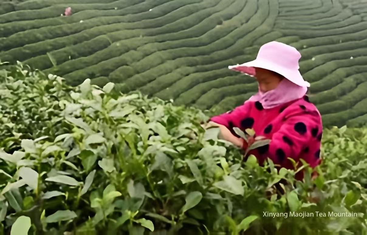 Authentic Xinyang Mao Jian Tender Tea Leaves