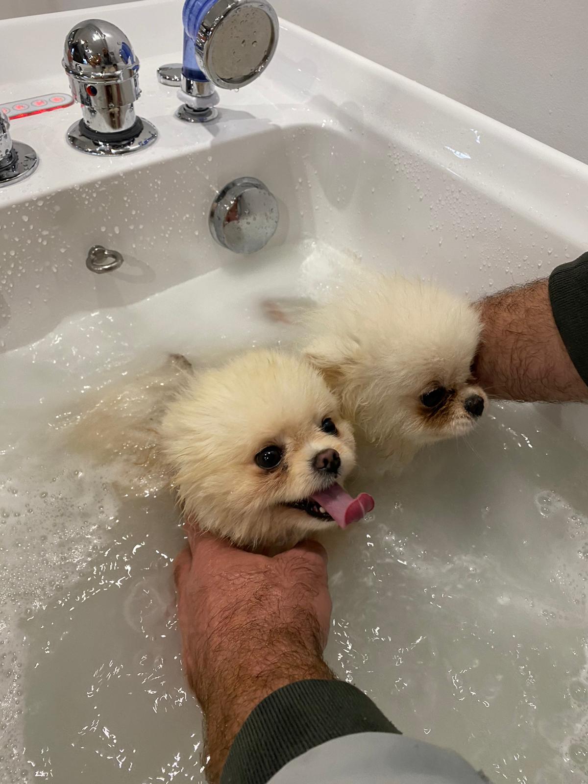 The Key Points Of Cleaning Acrylic Pet Bathtub