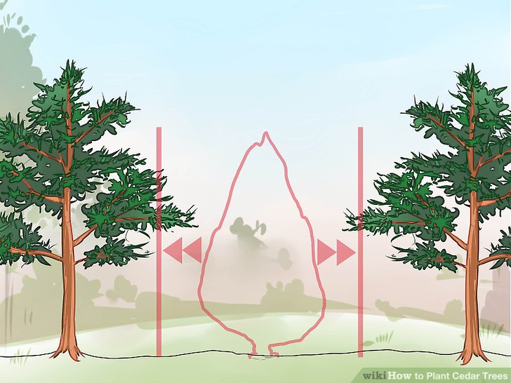 How to Plant Cedar Trees